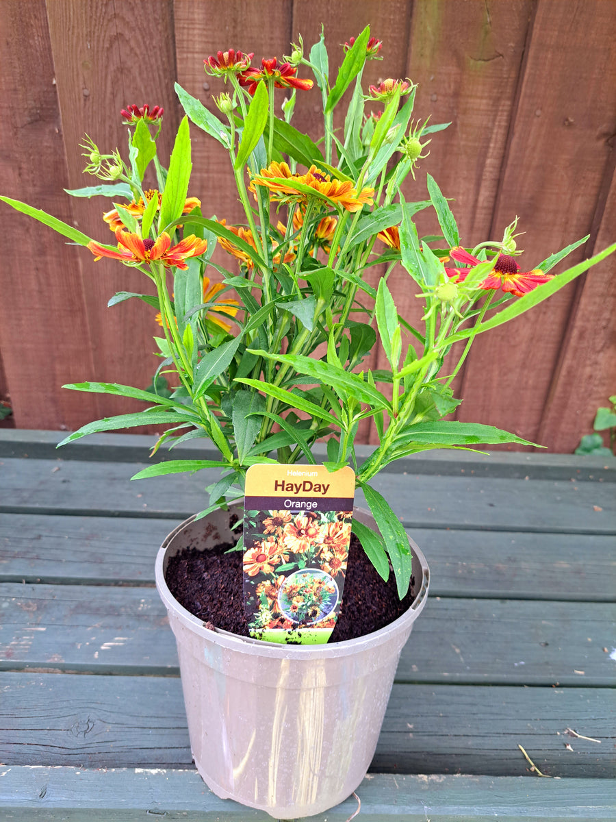 Helenium HayDay Orange - 2 Litre Pots – golbysgardening.co.uk