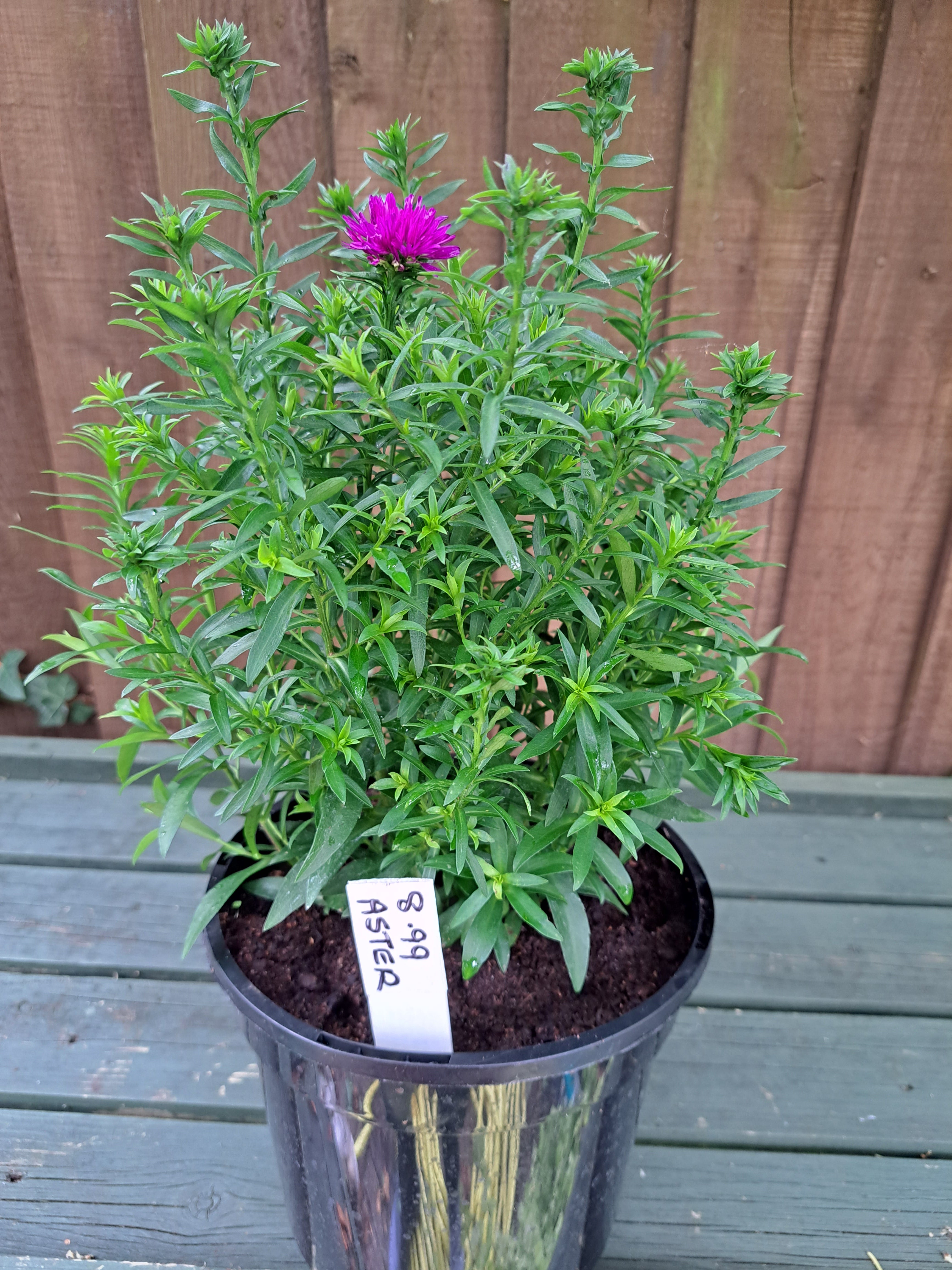 Aster novi-belgii Henry 1 - 2 Litre pots – golbysgardening.co.uk