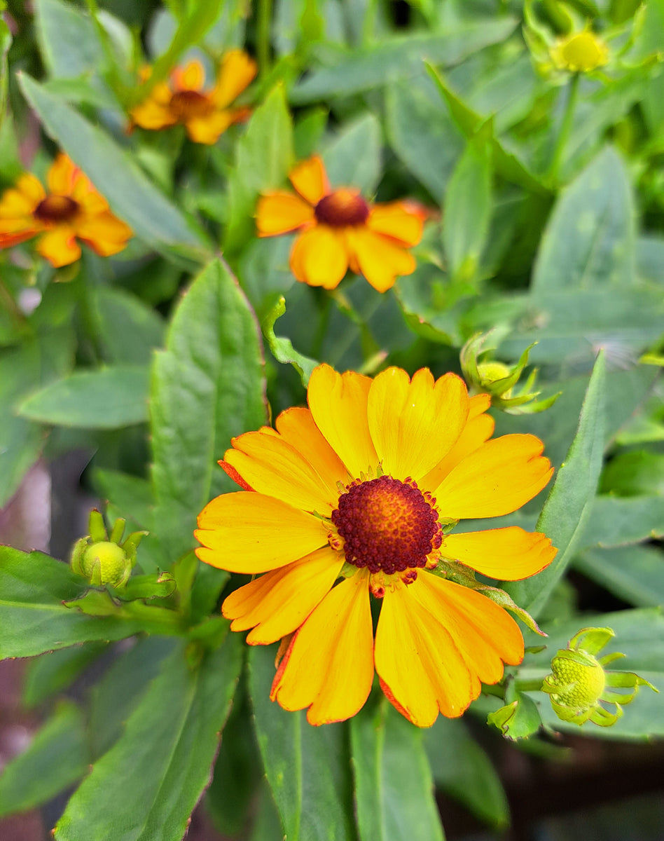 Helenium HayDay Yellow Orange - 2 Litre Pots – golbysgardening.co.uk