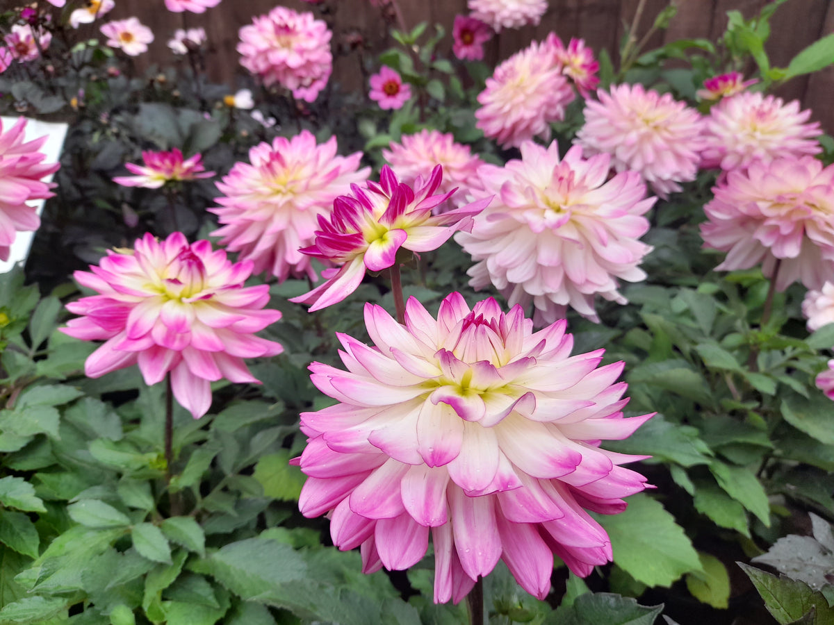 Dahlia Sincerity Rose Bicolor - 2 Litre pots – golbysgardening.co.uk