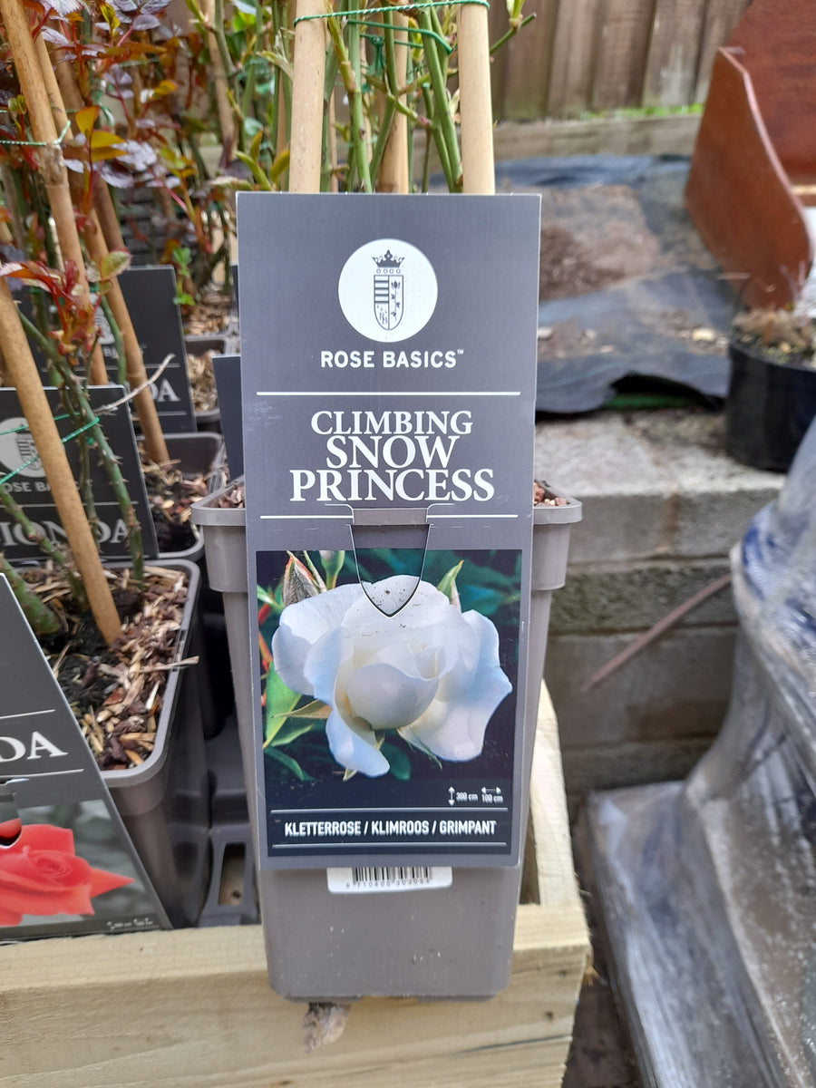 Snow Princess - Climber 3 Litre Pots – golbysgardening.co.uk